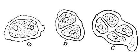 Psm V39 D353 Mother Cell Nuclei And Divisions Traditional Visual Art