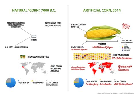 Double Miracles Corn And Nixtamalization Medianism