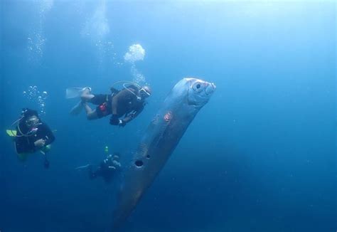Pesce Remo Emerge Dalle Profondità Dove Si Trova Il Rarissimo