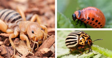 How To Identify And Control Potato Bug Easy Diy Tips