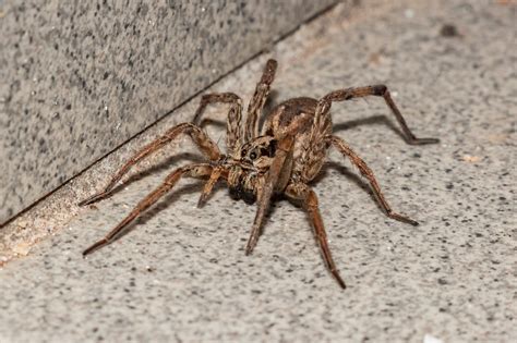 Wolf Spider Bite On Dog