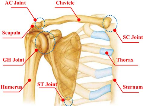 Figure 1 From A Modified Kinematic Model Of Shoulder Complex Based On