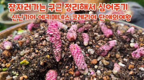 신닌기아 에키메네스 코레리아 단애의여왕 구근 정리하기 Youtube