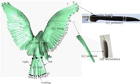 Eagle Wing Anatomy