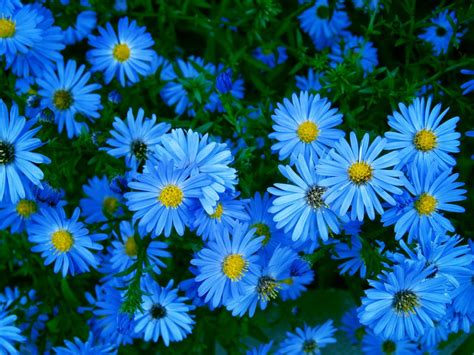 Summer Flowers Wallpaper For Desktop