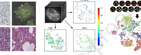 Examples Of Successful Application Of Deep Learning In Bioimage Download Scientific Diagram