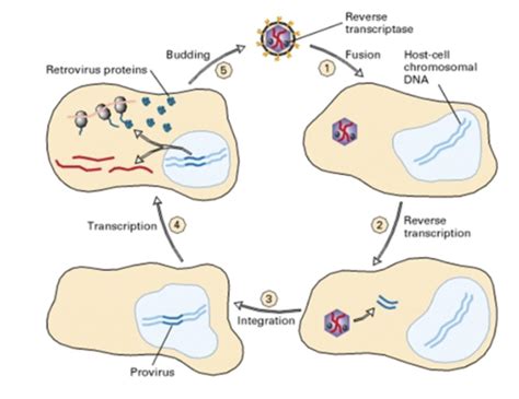 Lecture 2 6 Notes Flashcards Quizlet