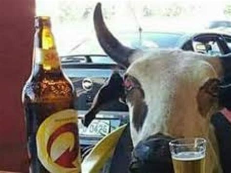 Corno At Em Sonho Homem Sonha Que Estava Sendo Tra Do E Tenta Matar A Esposa Jd Not Cias