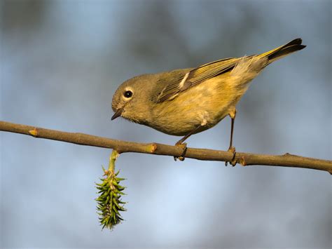 Ruby Crowned Kinglet Birdforum