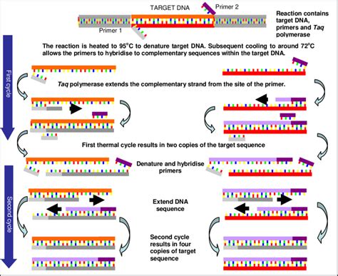 Falsepositive Hiv Dna Pcr Testing Of Infants Ppt Hiv Testing Powerpoint Presentation Free