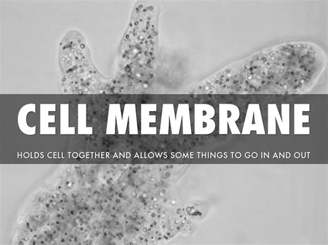 Cell Analogies By Isabella Lee
