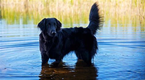 Flat Coated Retriever Information Breed Facts Traits And More
