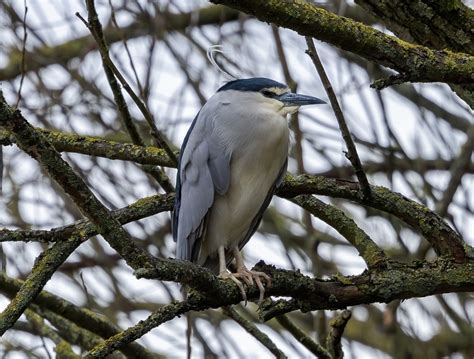Kwak Nycticorax Nycticorax Waarnemingnl
