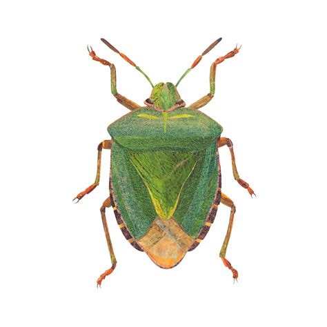 Bugs Buzz And Scuttle