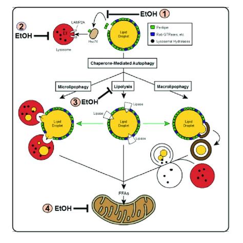 Paul Thomes Professor Associate Doctor Of Philosophy Auburn
