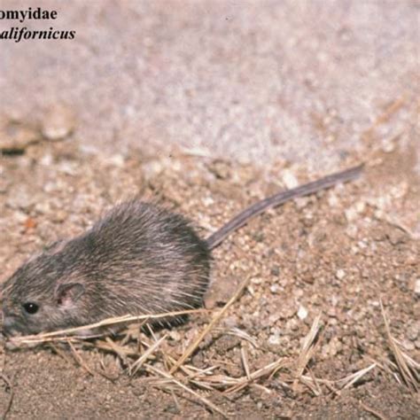 California Pocket Mouse American Society Of Mammalogists