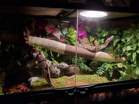36 Ball Python Enclosure Ideas For Any Budget