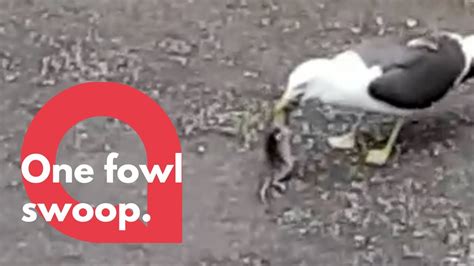A Seagull Is Caught On Camera Eating Rat In One Gulp Swns Youtube