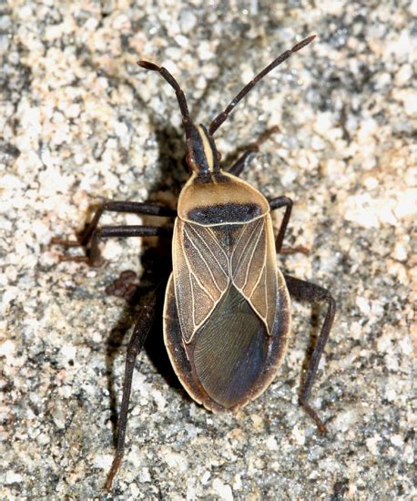 Cactus Coreid Chelinidea Vittiger Bugguidenet