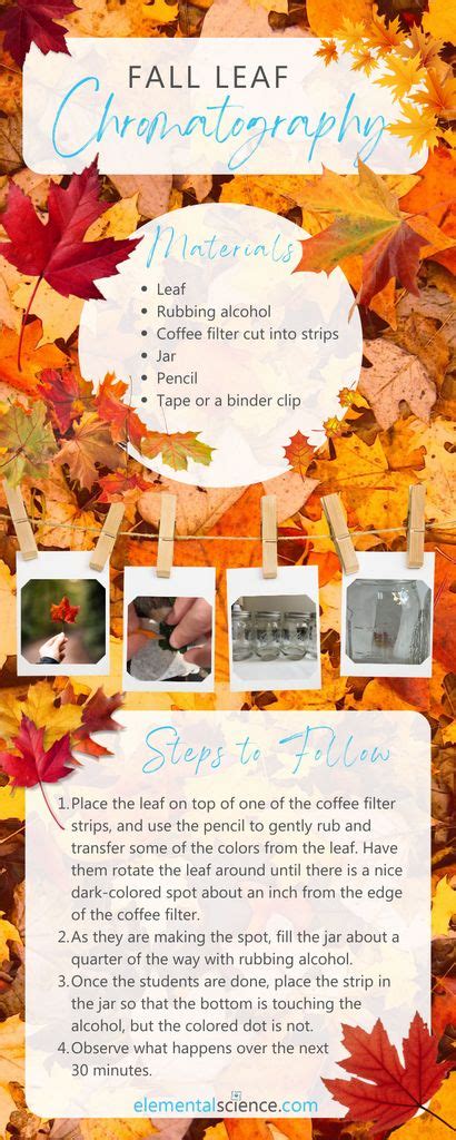 Fall Leaf Chromatography A Fall Science Activity Fall Science