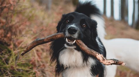 Endocrinology Galway Veterinary Hospital