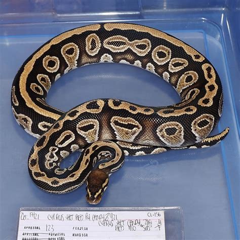 Cypress Het Pied Possible Het Candy Ball Python By Corey Woods Reptile