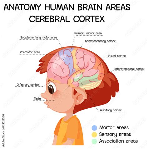 Anatomy Human Brain Areas Cerebral Cortex With Label Stock Vector Adobe Stock
