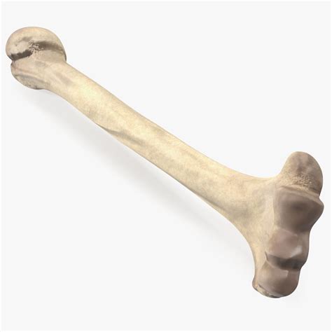 Bone 3d Model 19 3ds Blend C4d Fbx Max Ma Lxo Obj Free3d