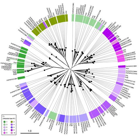 Phylogenetic Clustering Of Fibronectin Type Iii Like Fn Domains In
