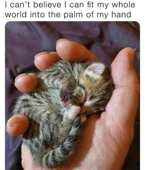 20 Cute Cat Memes Thatll Warm Your Cold Dead Wifi Addicted Heart