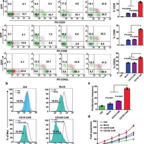 Anti Cd105 Car T Cells Express Cd107a Secrete Positive Regulatory