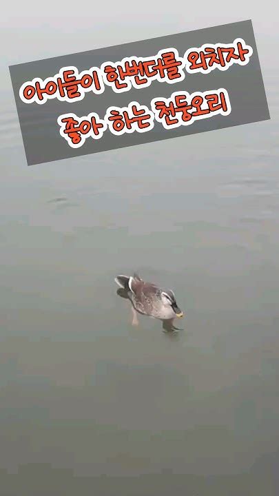 물고기사냥꾼천둥오리아이들이신났어요귀여운천둥오리사냥잘하죠 Youtube