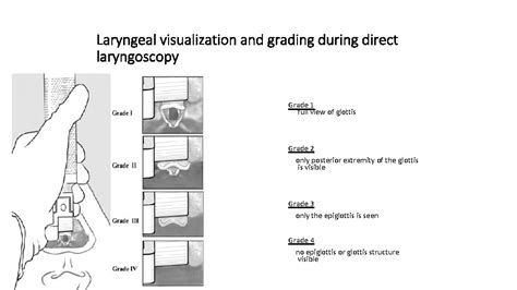 Intubation And Anatomy Of The Airway And Anesthesia