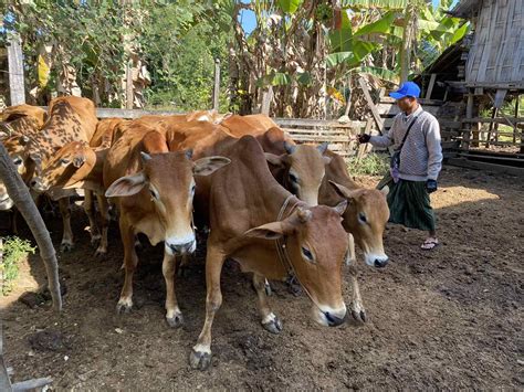 ငဖဲမြို့နယ် ပင်ဦးကျေးရွာအုပ်စုမှ နွားကောင်ရေ ၁၀၁ ကောင်အား ကျွဲ၊ နွား ခ