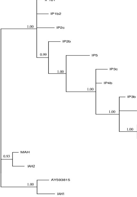 Fig S1 A Bayesian Majority Rule Consensus Tree Estimated In Mrbayes