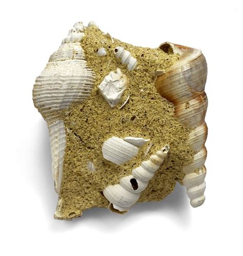 Fossils For Sale Fossils Miocene Gastropods From France