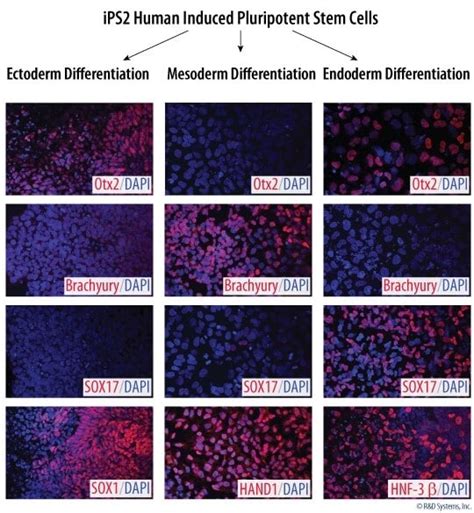 Human Pluripotent Stem Cell Functional Identification Kit Sc027b