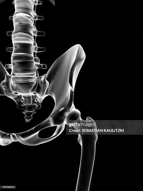 Human Pelvis Artwork High Res Vector Graphic Getty Images
