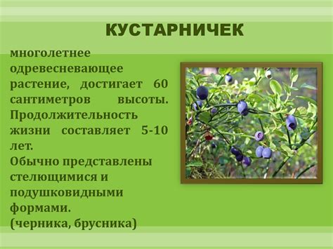 Мир растений - презентация онлайн