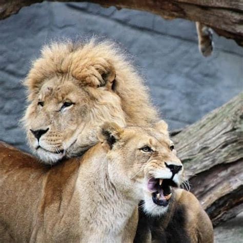 Filter Dropdown Canvas