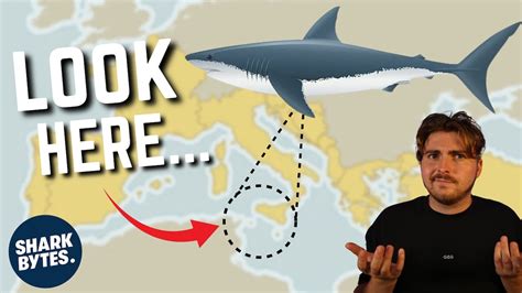 Where Are All The Mediterranean White Sharks Youtube