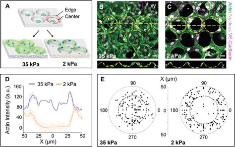 Multicellular Organization Is Guided By Geometry On Soft 2 Kpa Download Scientific Diagram