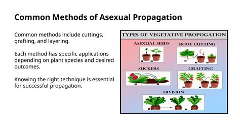 Asexual Propagation Importance Advantages And Disadvantagespptx