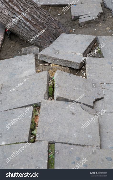 Root Tree Destroy Big Pavements Motivational Stock Photo Shutterstock