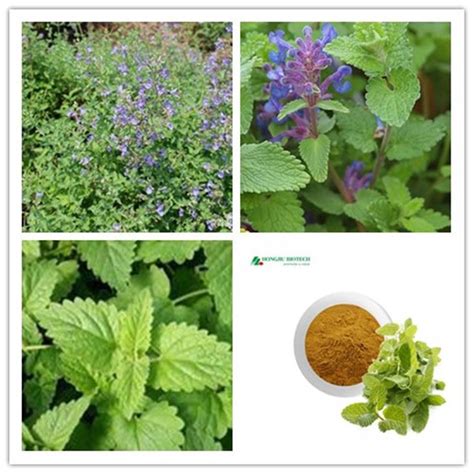 China Catnip Extract Manufacturers Suppliers Factory Professional