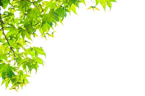 Premium Photo Maple Leaf Isolate On White Background With Clipping Path