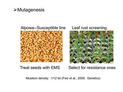 Novel Resistance To Rust Pathogens In Bread Wheat Ppt