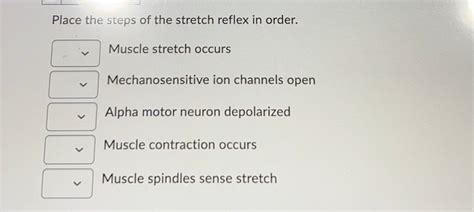 Solved Place the steps of the stretch reflex in order. | Chegg.com