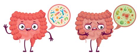 Intestinal Microflora Digestivo Sistema Cuidado Intestinal Bacterias Y