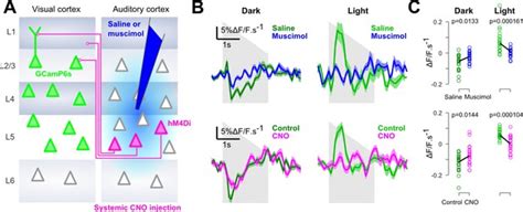 context dependent signaling of coincident auditory and visual events in
